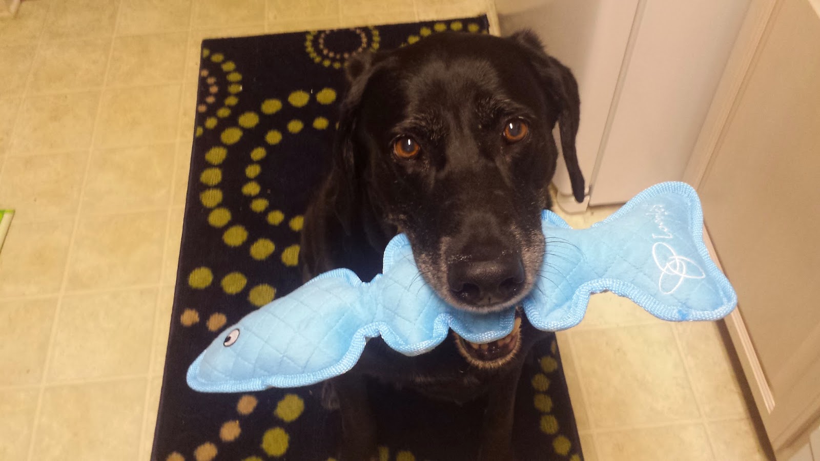 Musings of a Biologist and Dog Lover: 2014